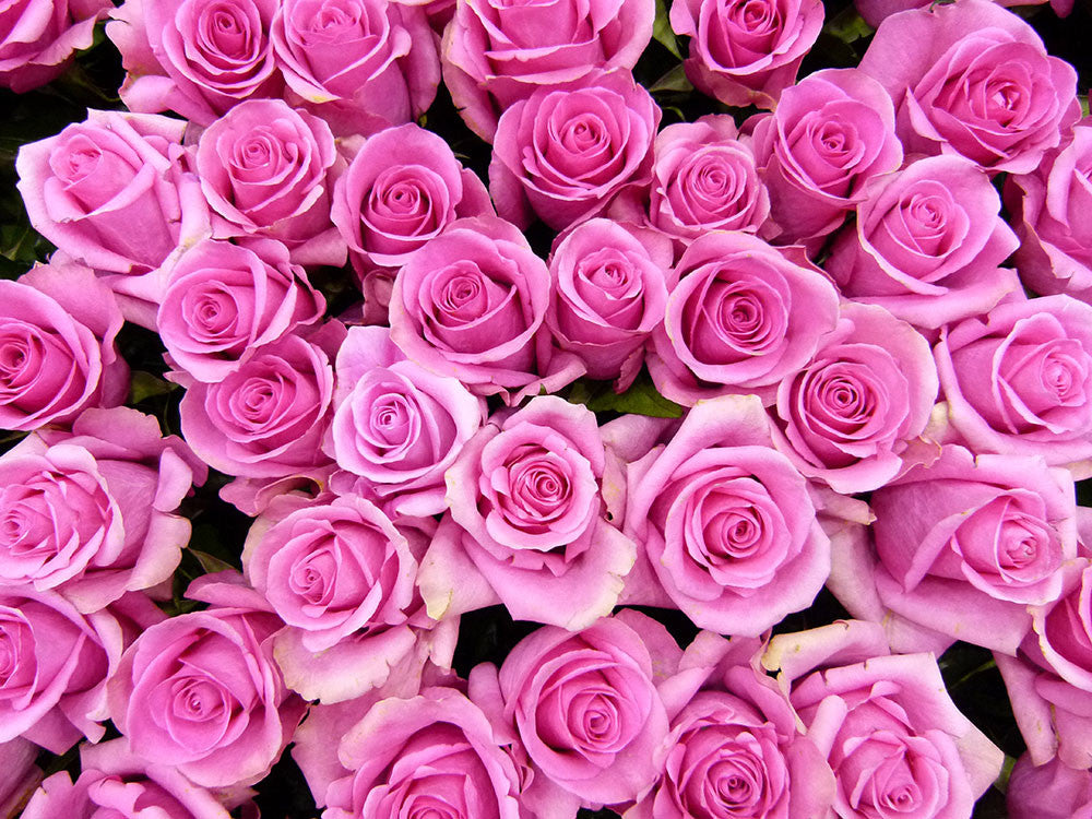 Pink Roses – ANDINA FRESH CUT ROSES