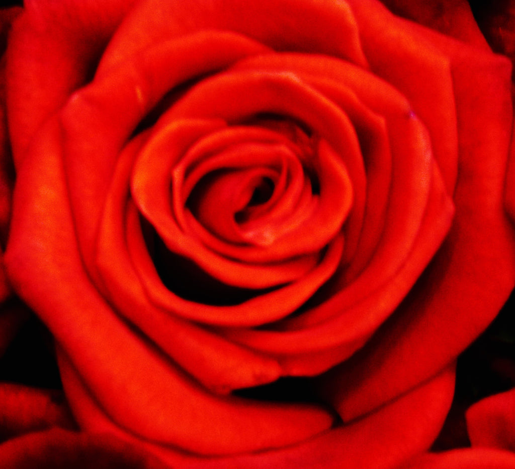 Red Rojo Red – ANDINA FRESH CUT ROSES