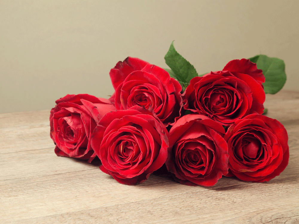 Red Rojo Red – ANDINA FRESH CUT ROSES